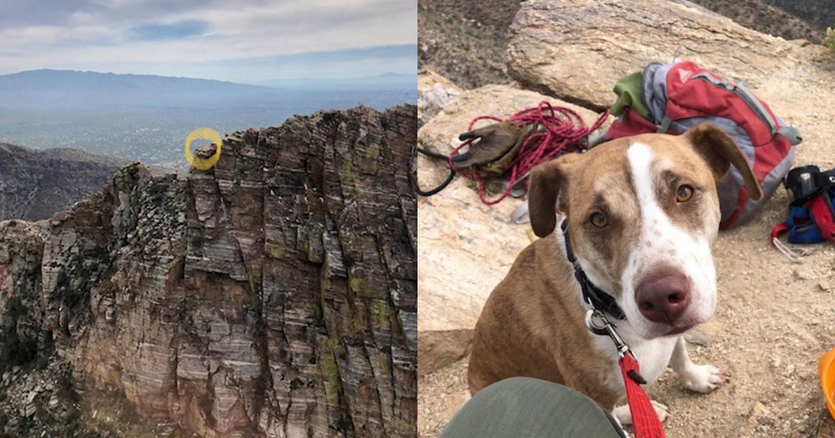 Dog rescued from edge of Sabino Canyon cliff in Tucson | FOX 10 Phoenix