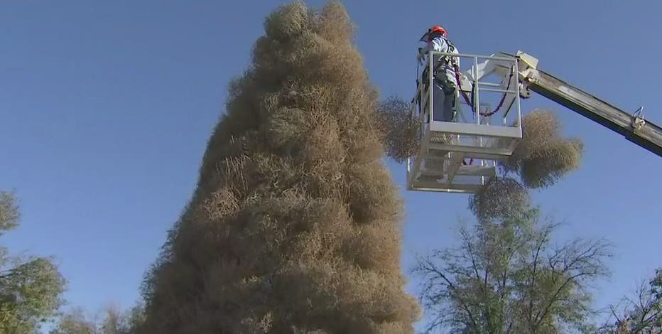 Phoenix Tumbleweed Christmas Tree