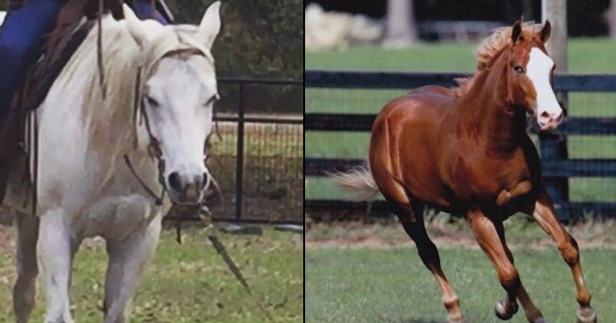 Sheriff warns horse owners after several are found slaughtered for meat ...