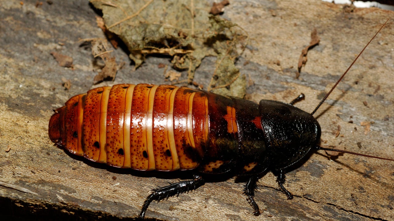 Hiss from a rose: Bronx Zoo lets you name a roach after loved one (or ...