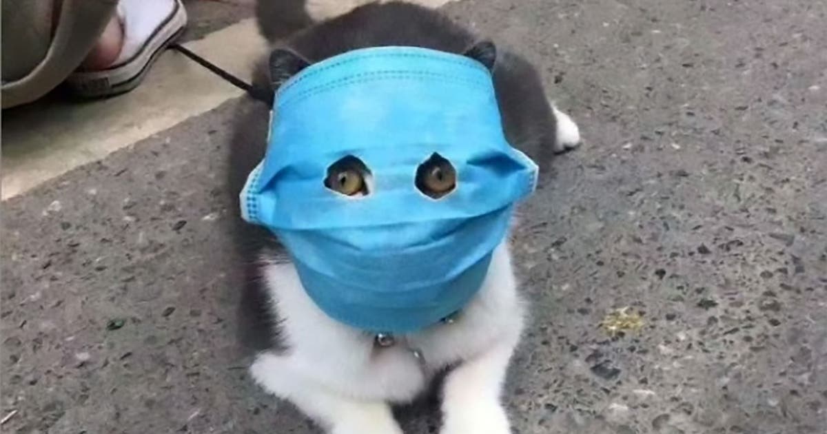 Cats are wearing coronavirus masks in China | FOX 10 Phoenix