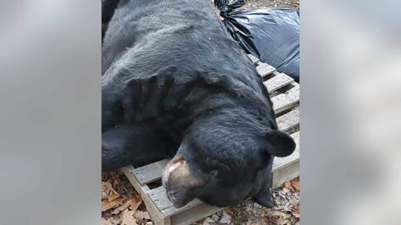 world's biggest bear killed