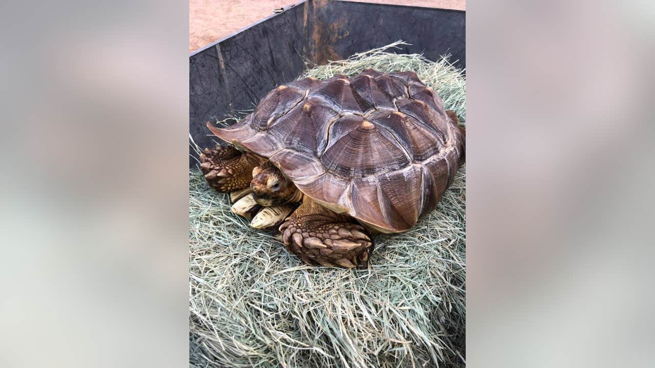 Tortoise left for dead being nursed back to health by Phoenix ...