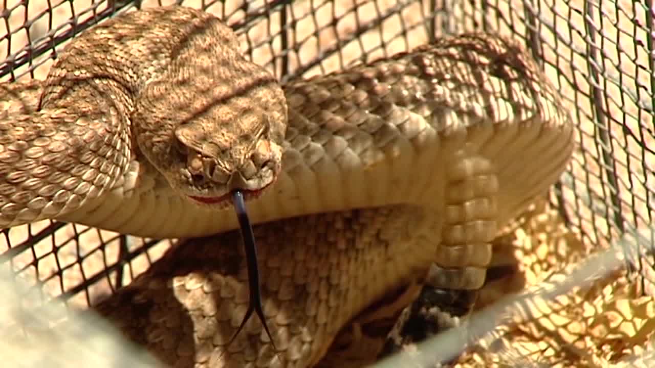 Rattlesnakes coming out of hibernation thanks to rising temperatures in ... Rattlesnakes coming out of hibernation thanks to rising temperatures in ...