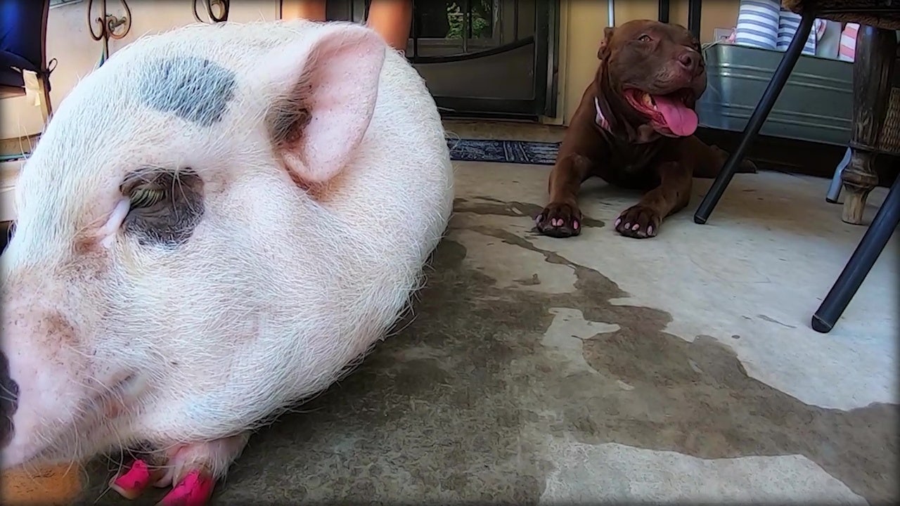 Pig, pit bull forms unlikely duo