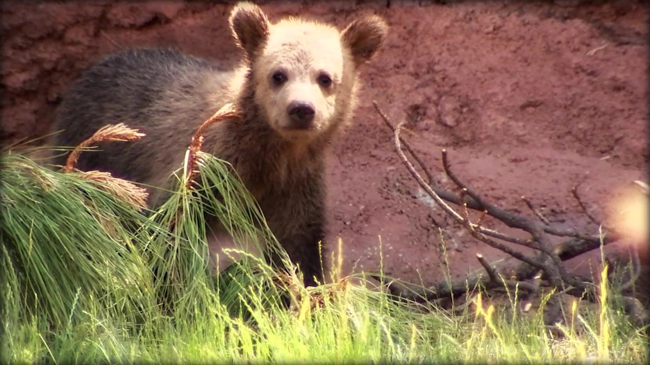 Bearizona welcomes first grizzly bear cubs