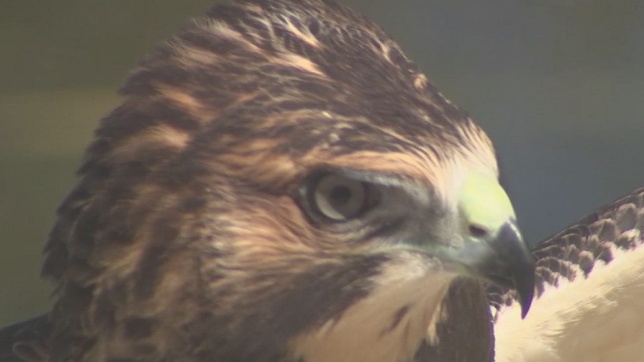 Four hawks released in Phoenix after months of rehabilitation