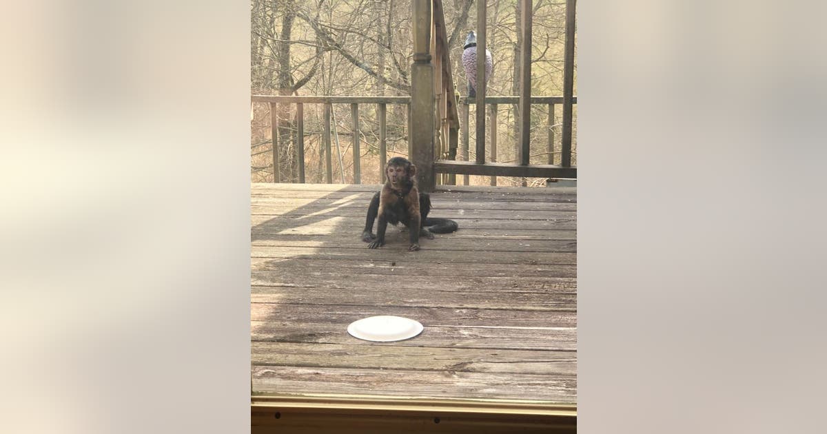 ‘It was very surreal’: Family surprised when baby monkey shows up on ...