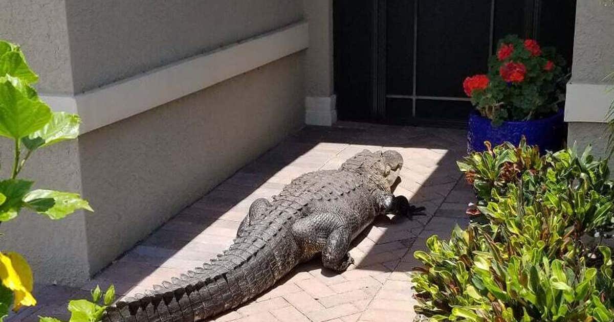 alligator eats barking dog