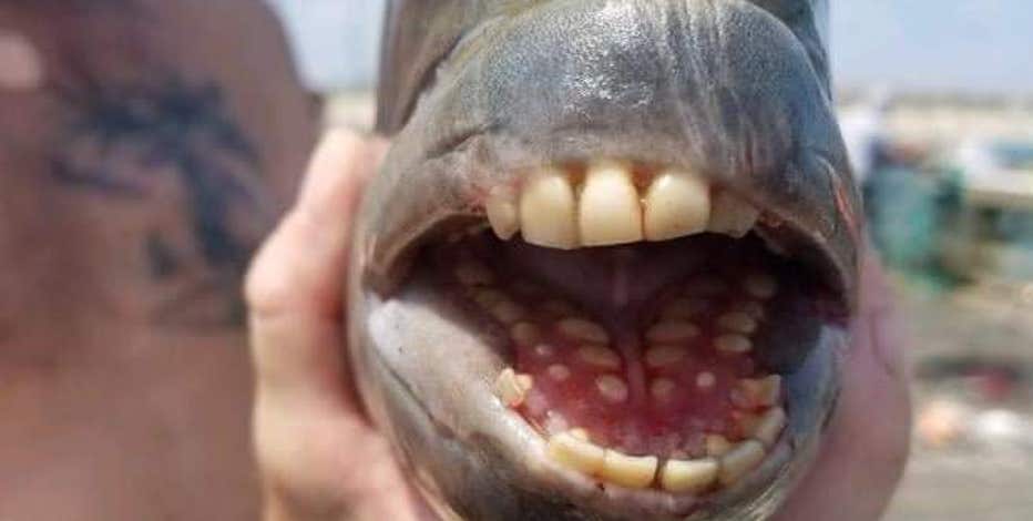 Fish with human looking teeth caught off Outer Banks shocks fishermen goes viral FOX 10 Phoenix