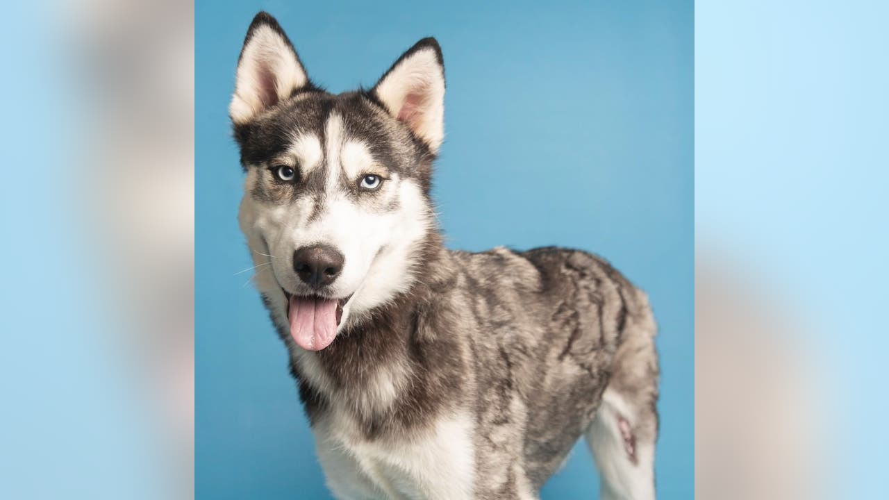 Husky that suffered large burns in search of 'fur-ever' home | FOX 10 ...