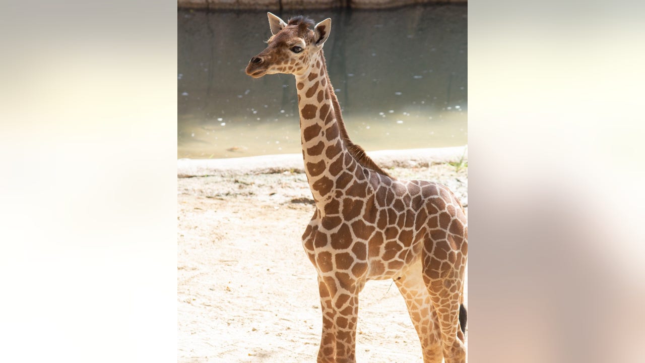 Dallas Zoo euthanizes 3-month-old giraffe after 'catastrophic injury ...