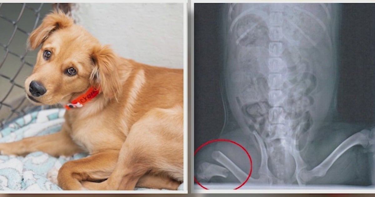 Puppy recovering after suspected animal abuse in Tempe | FOX 10 Phoenix