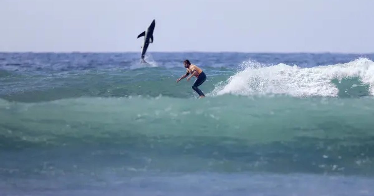 Shark photobombs a shot by leaping into the air behind an unwitting ...