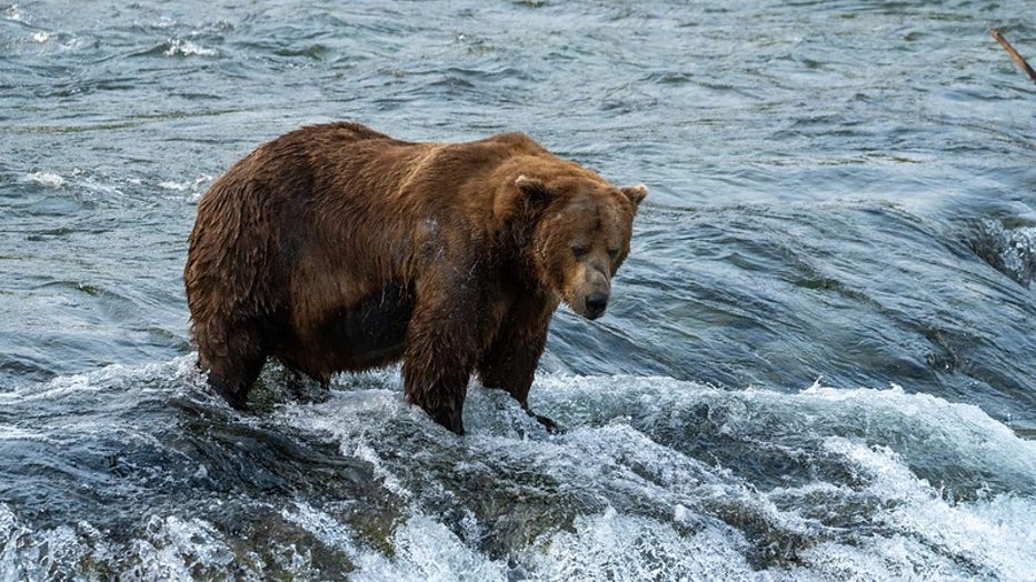 Fat Bear Week, celestial wonders, and hairy situations: This week's ...