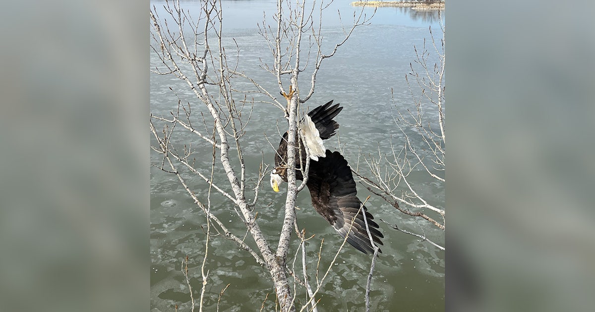 Bald eagle tangled in tree branches rescued by linemen | FOX 10 Phoenix