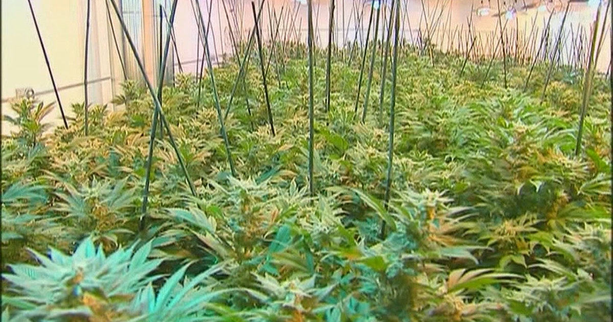 Marijuana legalization: Gov. Walz signs Minnesota cannabis bill into ...