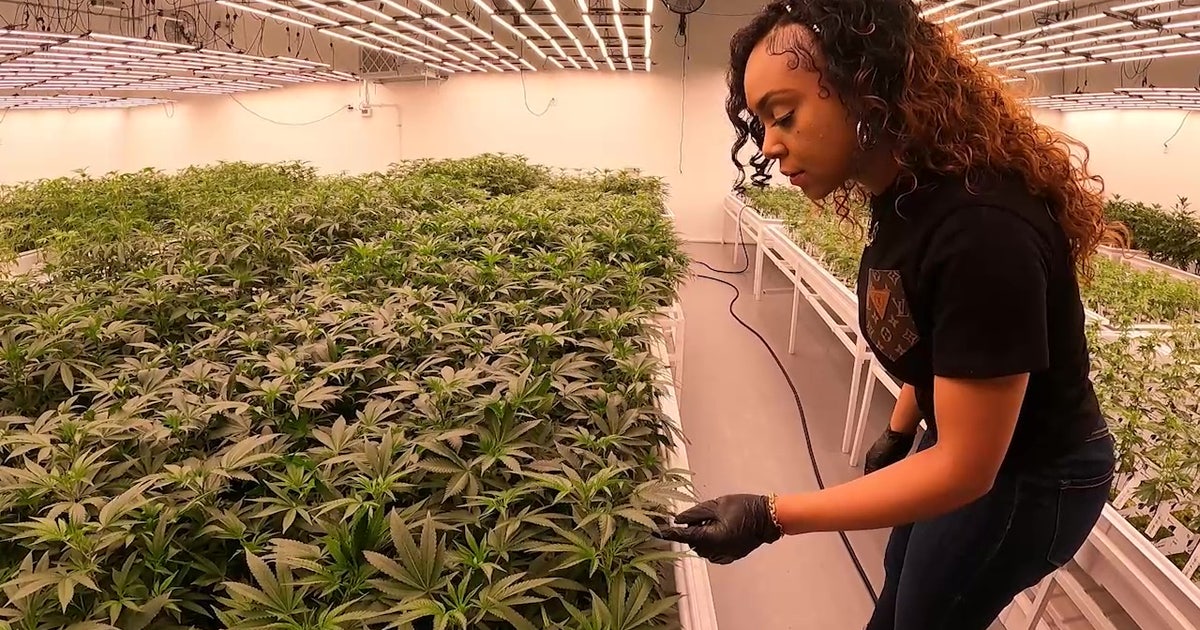 Arizona woman who won social equity license set to open dispensary as ...
