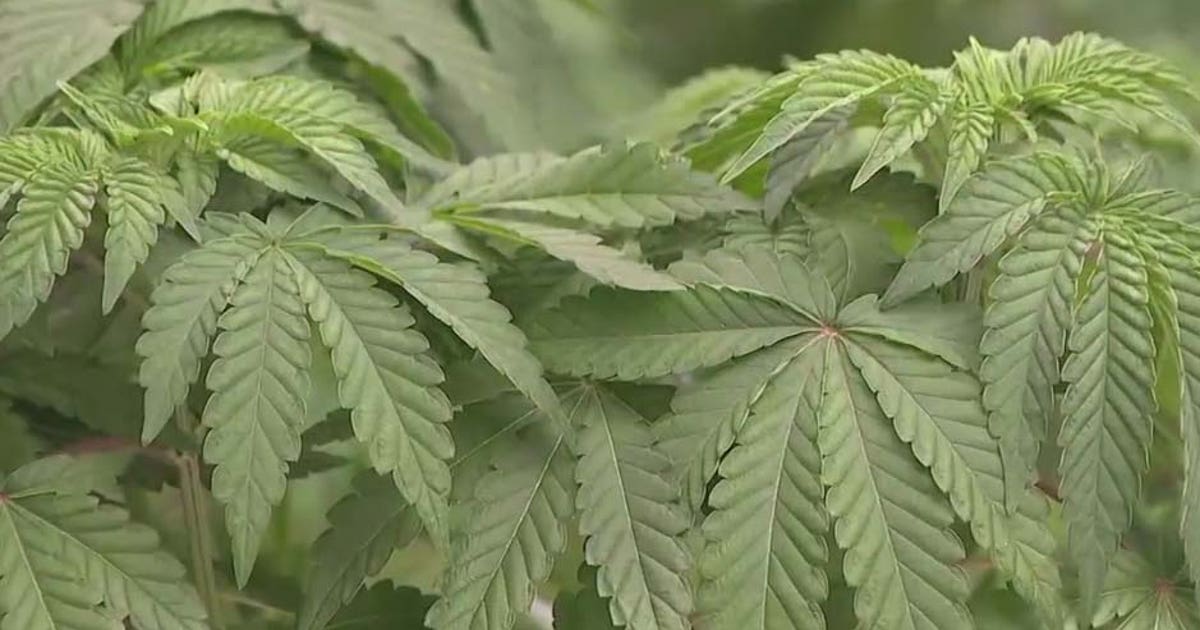 Marijuana products under recall in Arizona amid fungus, lead ...