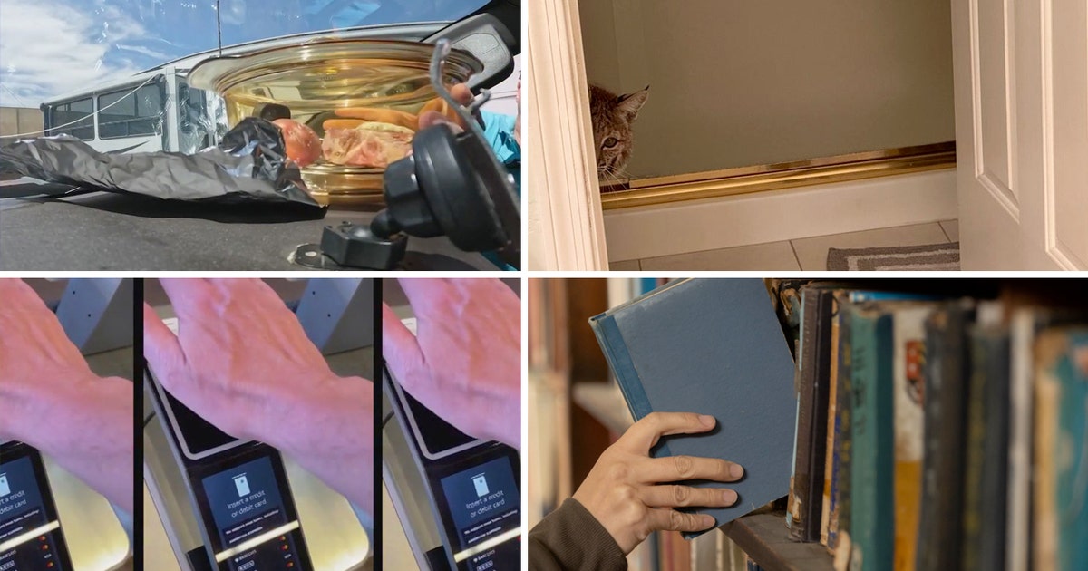 Dashboard cooking, 'palm to pay,' a wild adventure for bobcats: This ...