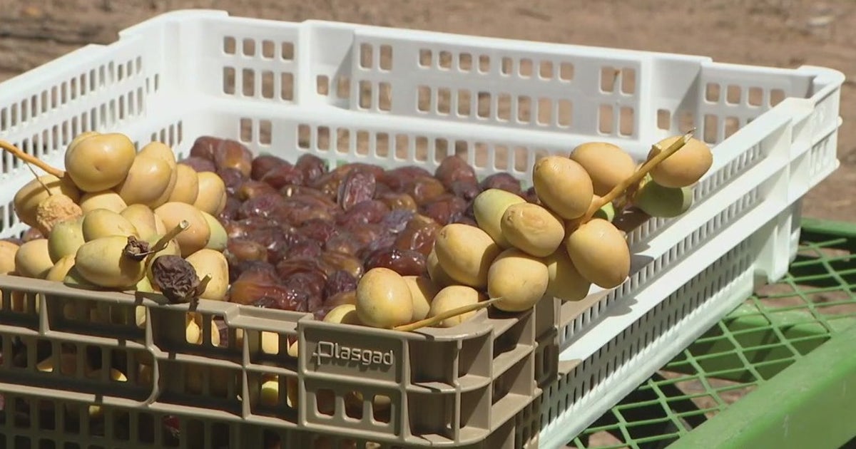 Behind-the-scenes of ASU's date grove and its rare varieties | FOX 10 ...