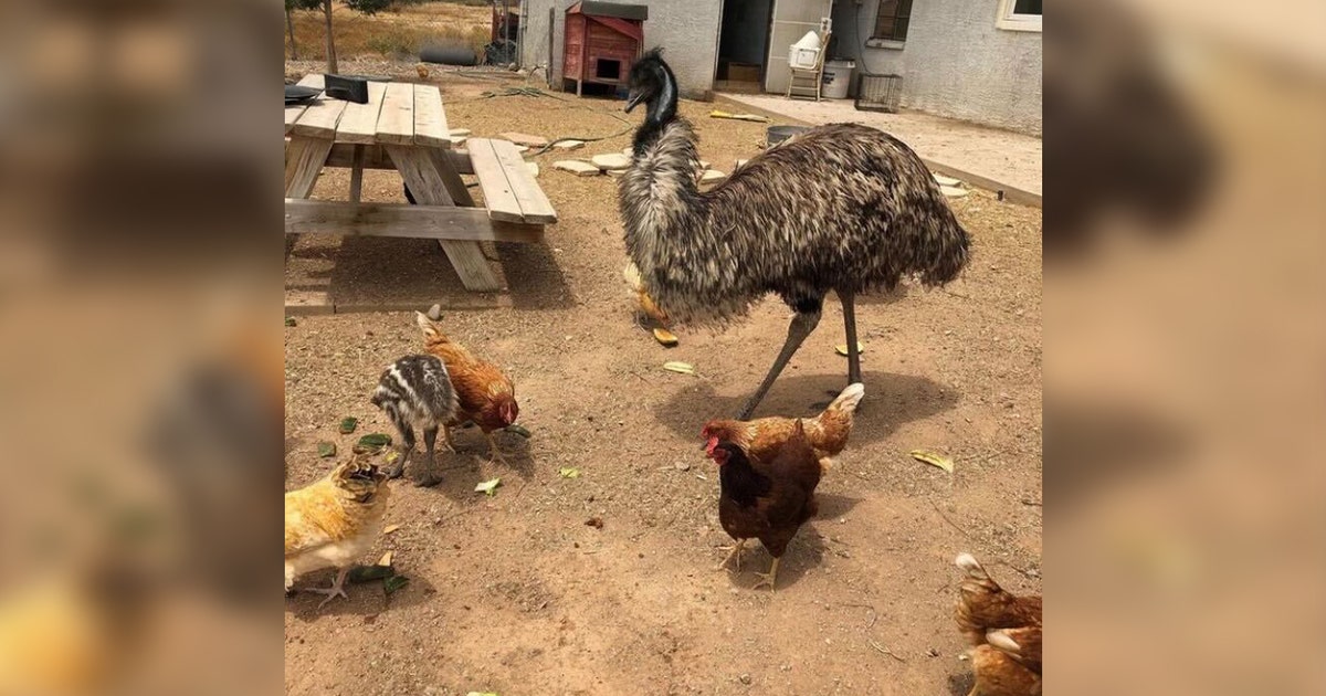 Arizona woman left aghast after pet emu died following MCSO encounter ...