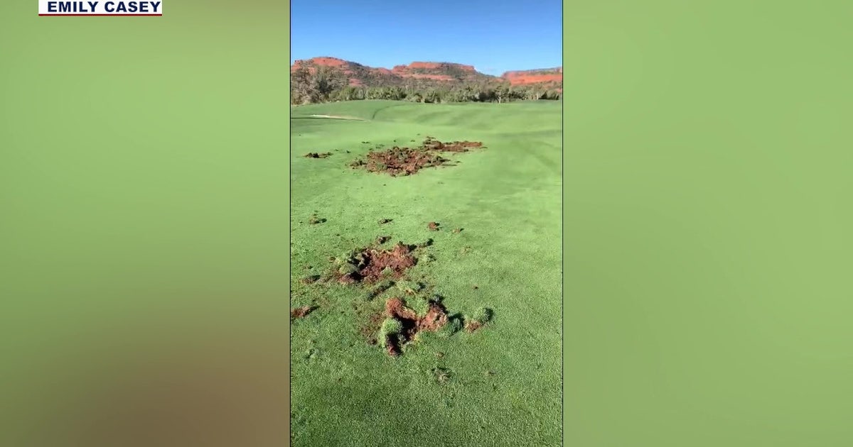 Why did javelinas damage an Arizona golf course? | FOX 10 Phoenix
