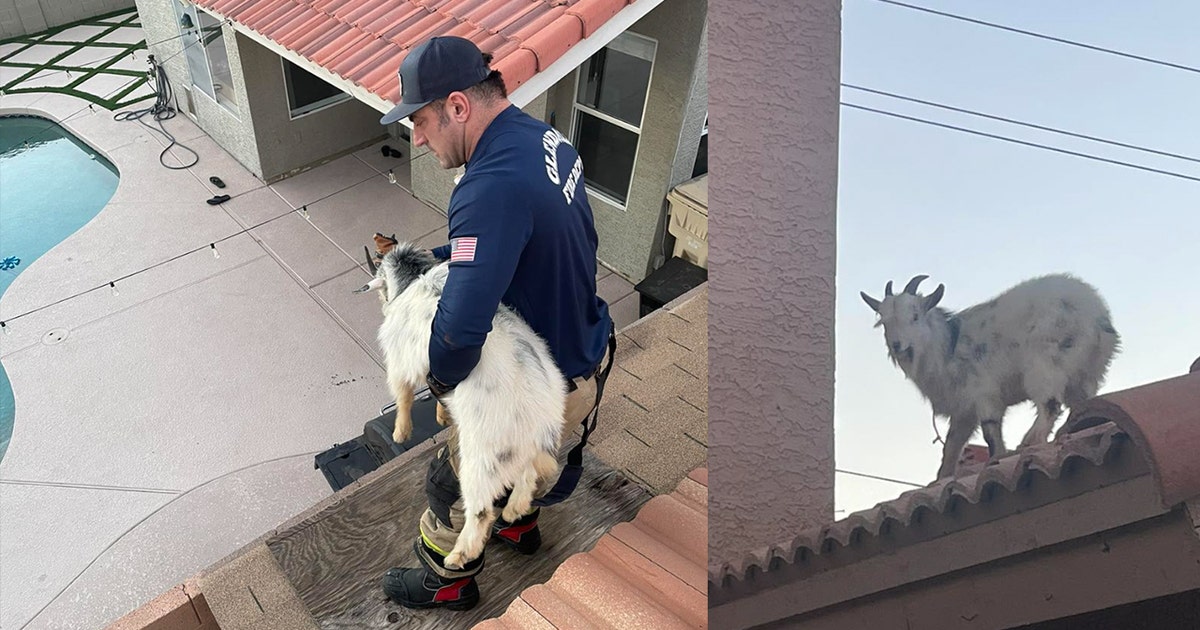 Goat rescued off of Glendale home’s roof: ‘I was kind of in shock ...