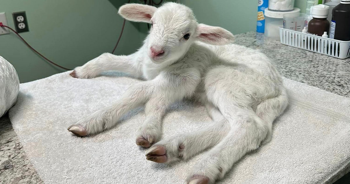 Five-legged lamb gets second chance after Mississippi woman opens home ...