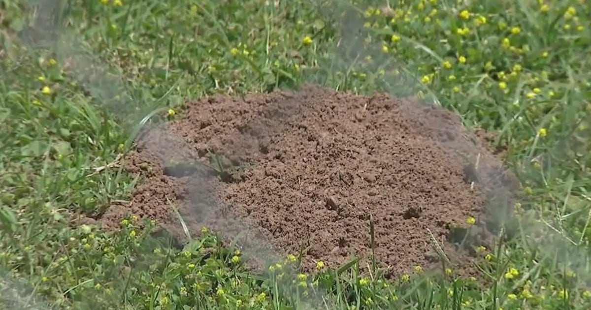 Gophers causing mayhem in Glendale neighborhood, costing residents ...