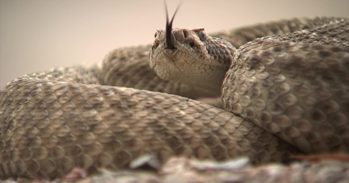 Over 100 rattlesnake bites reported in Arizona in 2024, experts warn of ...