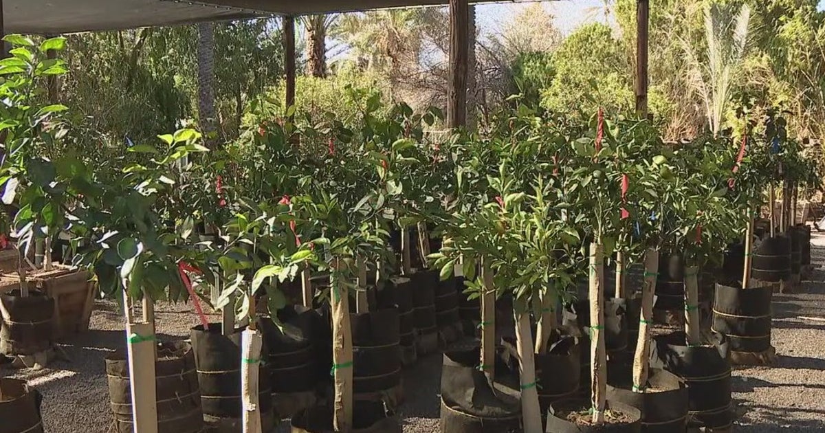 Freeze Warning in Phoenix threatens citrus plants as Valley nurseries ...