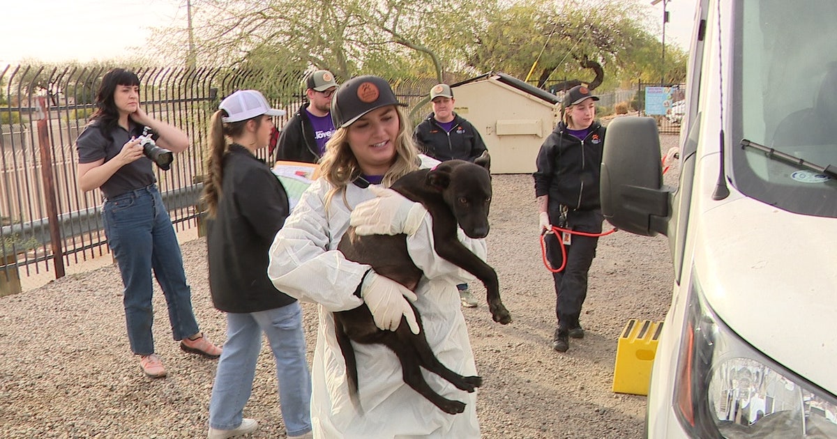 Dozens of dogs relocated to Arizona amid overwhelmed shelters from the ...
