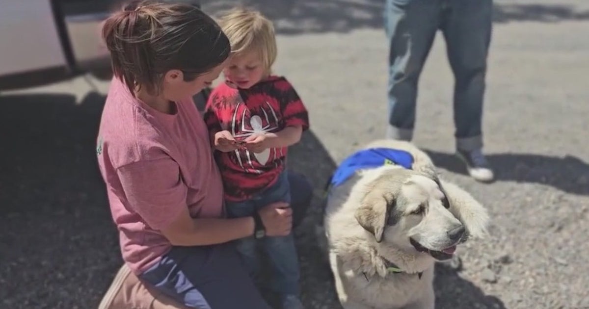 Buford the dog honored after keeping missing little boy safe | FOX 10 ...
