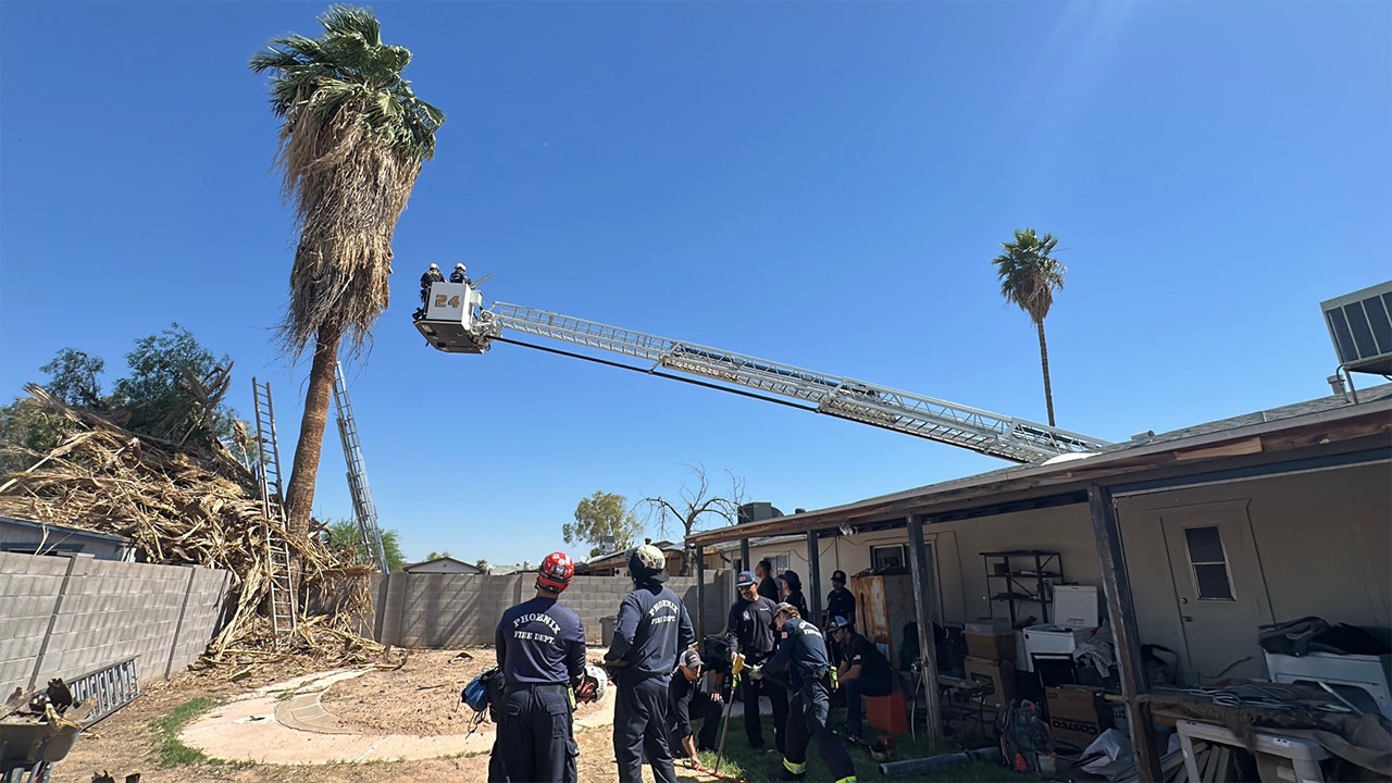 Phoenix Tree Trimmer Rescue: 50-Foot Palm Tree Save - NewsyList