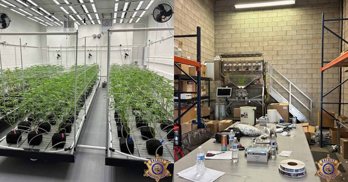 MCSO makes major illegal marijuana bust in Phoenix | FOX 10 Phoenix