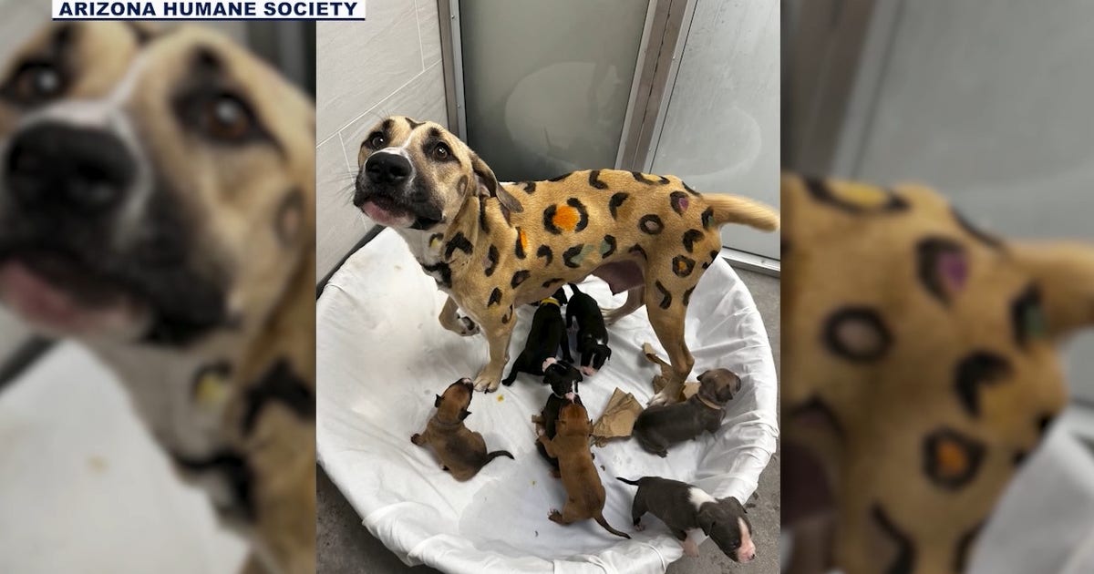 "Leopard dog" rescued from Arizona's extreme heat finds a "furever ...