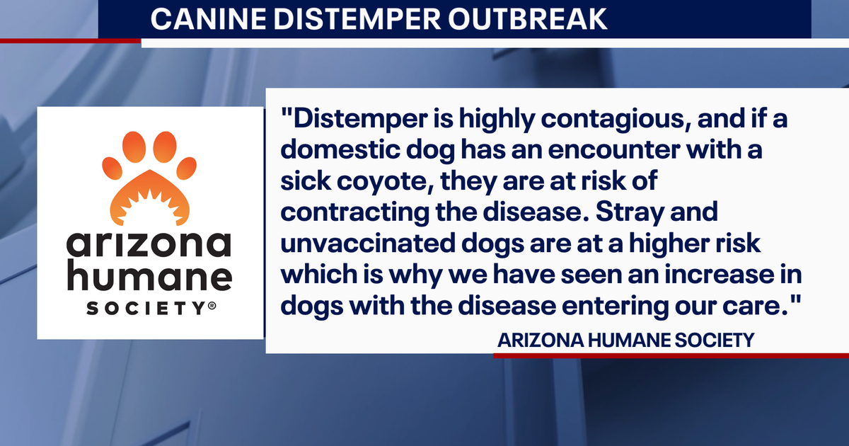 Vets urge vigilance as canine distemper outbreak spreads | FOX 10 Phoenix
