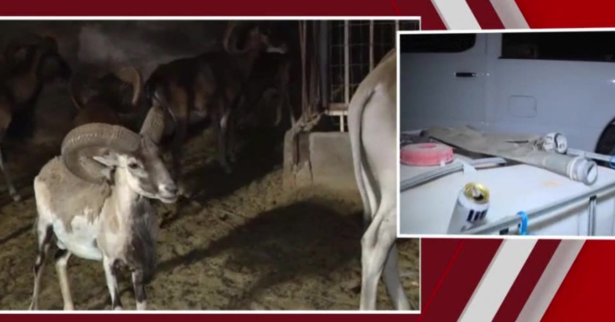 Exotic animals rescued from 'heartbreaking conditions' at Rio Verde ...