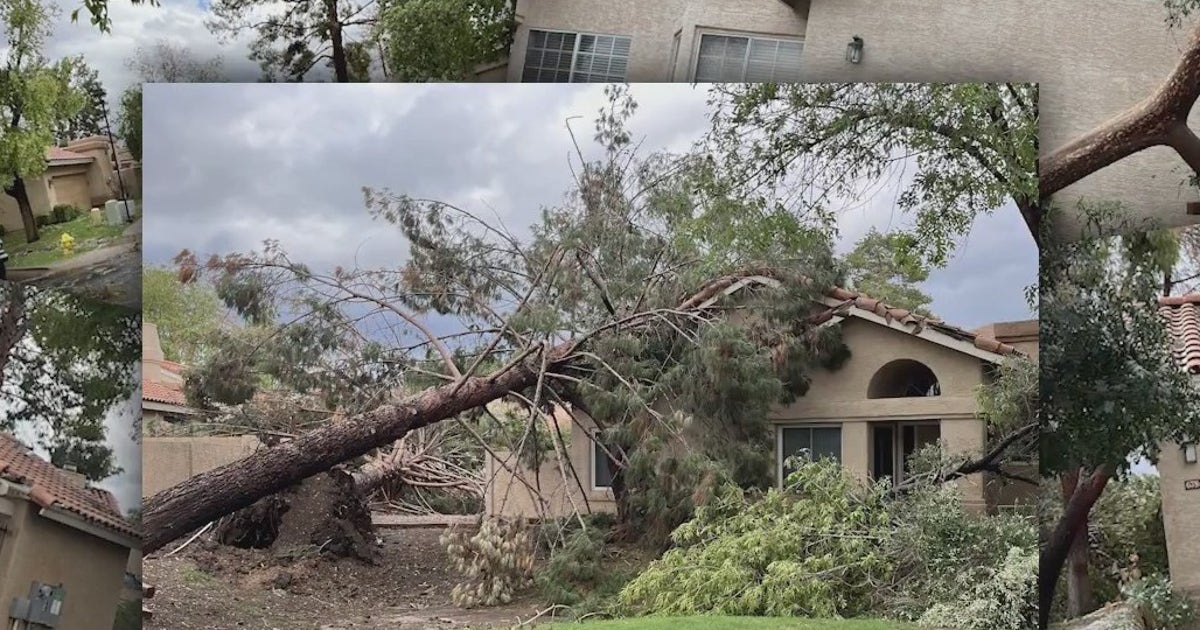 Tempe microburst leaves trail of devastation, hundreds of trees lost ...