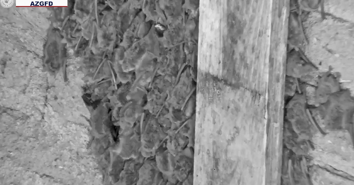 Mosquito-eating bats providing insect-control around Phoenix | FOX 10 ...