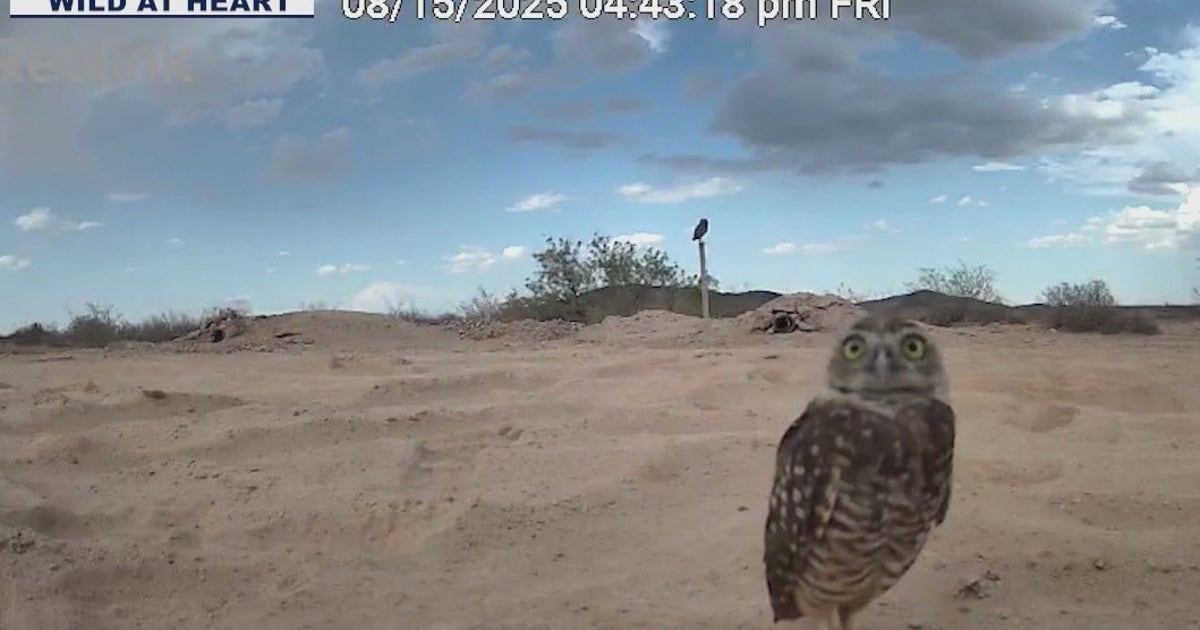 Wild at Heart fights to keep burrowing owls off Arizona endangered list ...