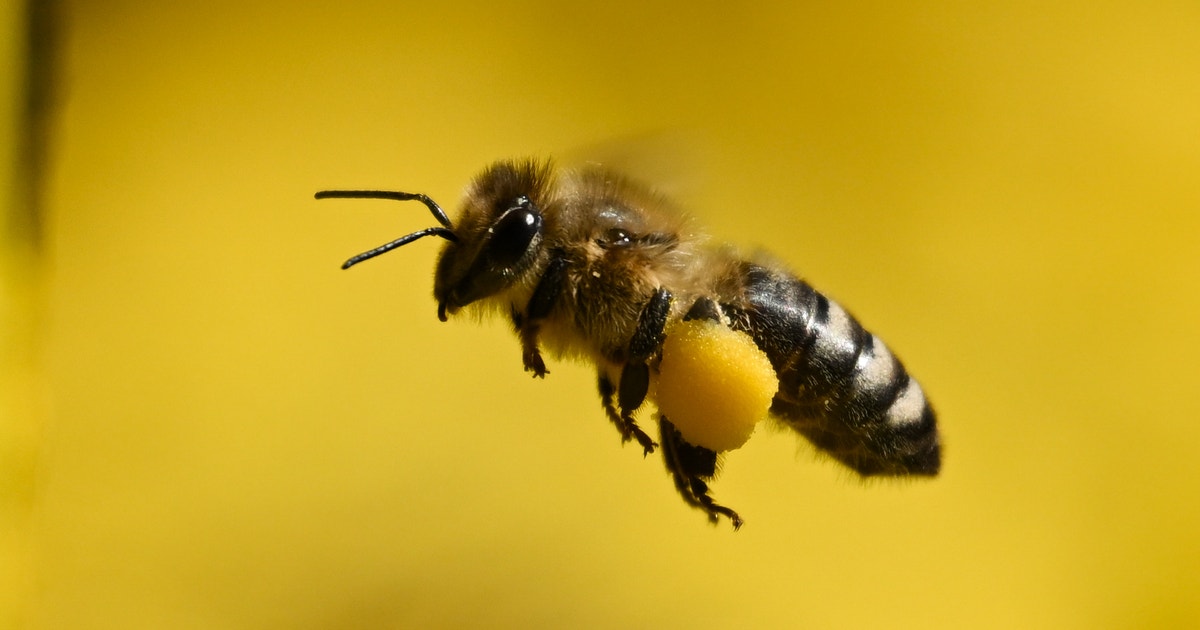 Driver strikes pedestrian after bee sting causes medical emergency ...