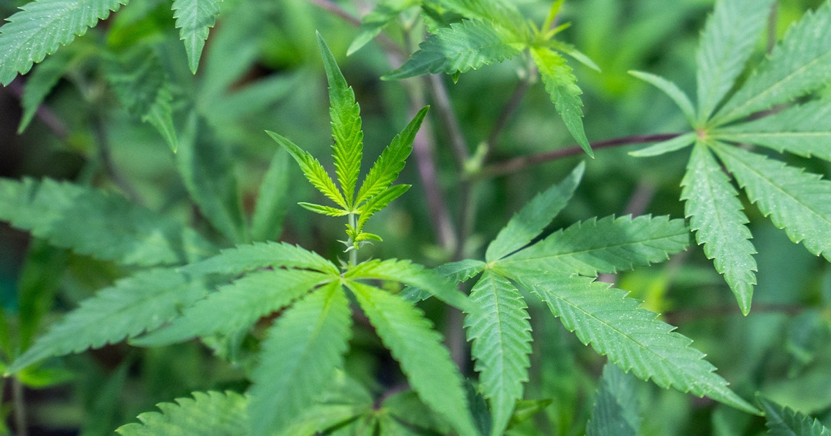Arizona announces marijuana recall amid contamination worries: Here's ...