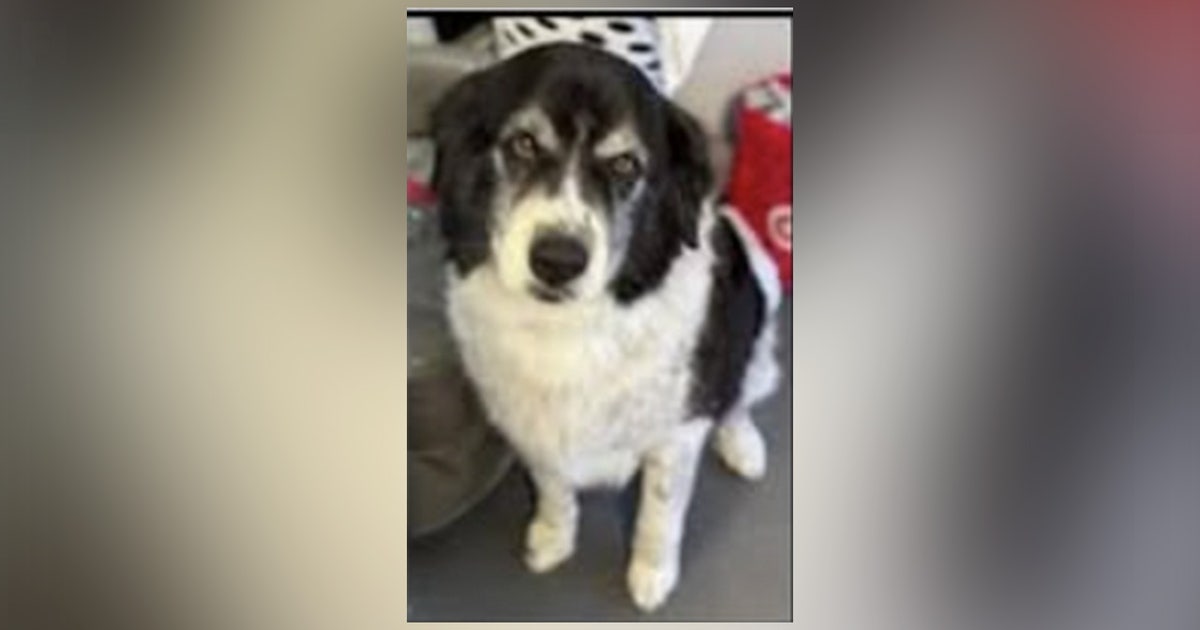 Benson AZ: Dog Found Dead – Potential Animal Cruelty Investigation (Jan ...