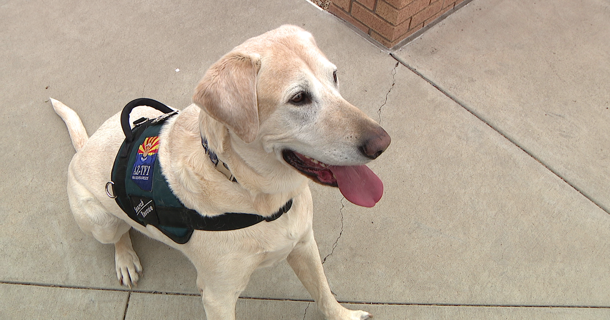 Search and rescue dog with Phoenix Fire retires after nearly a decade ...