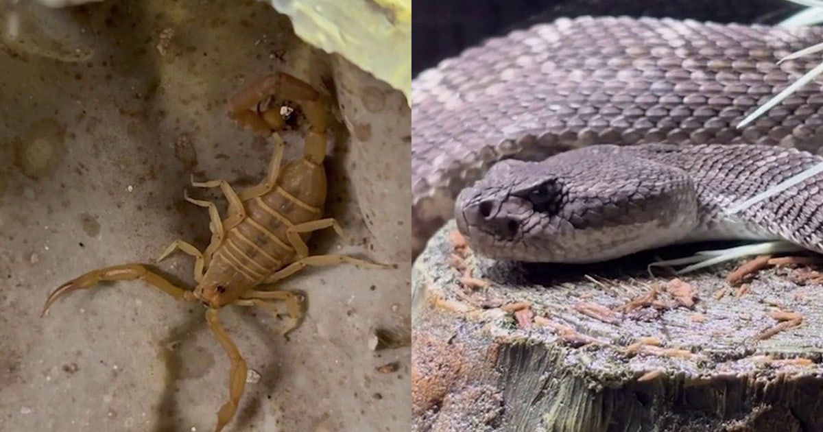 March heat wave kickstarts early rattlesnake, scorpion surge across ...