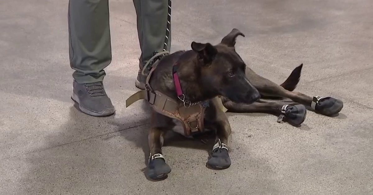 Arizona nonprofit pairs 500 veterans with lifesaving service dogs | FOX ...