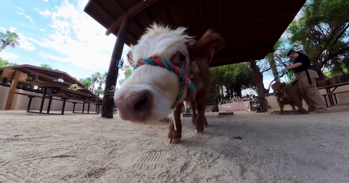 Wildlife World Zoo welcomes baby Highland cows, launches weekend ...