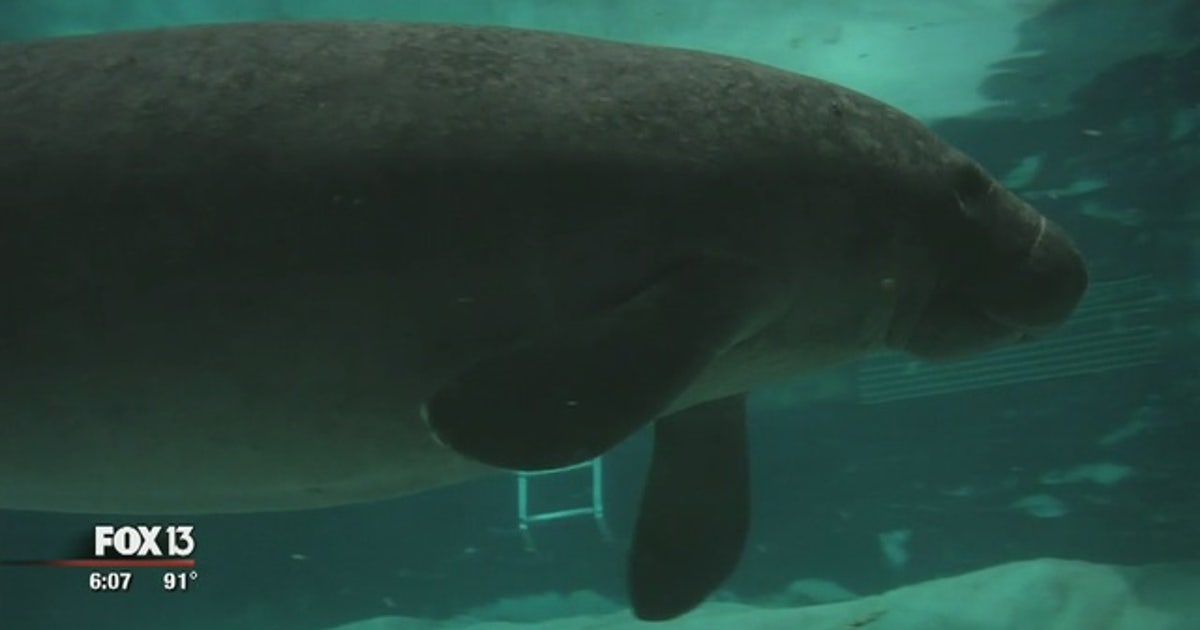 Manatee exhibit reopens after death of Snooty | FOX 13 Tampa Bay